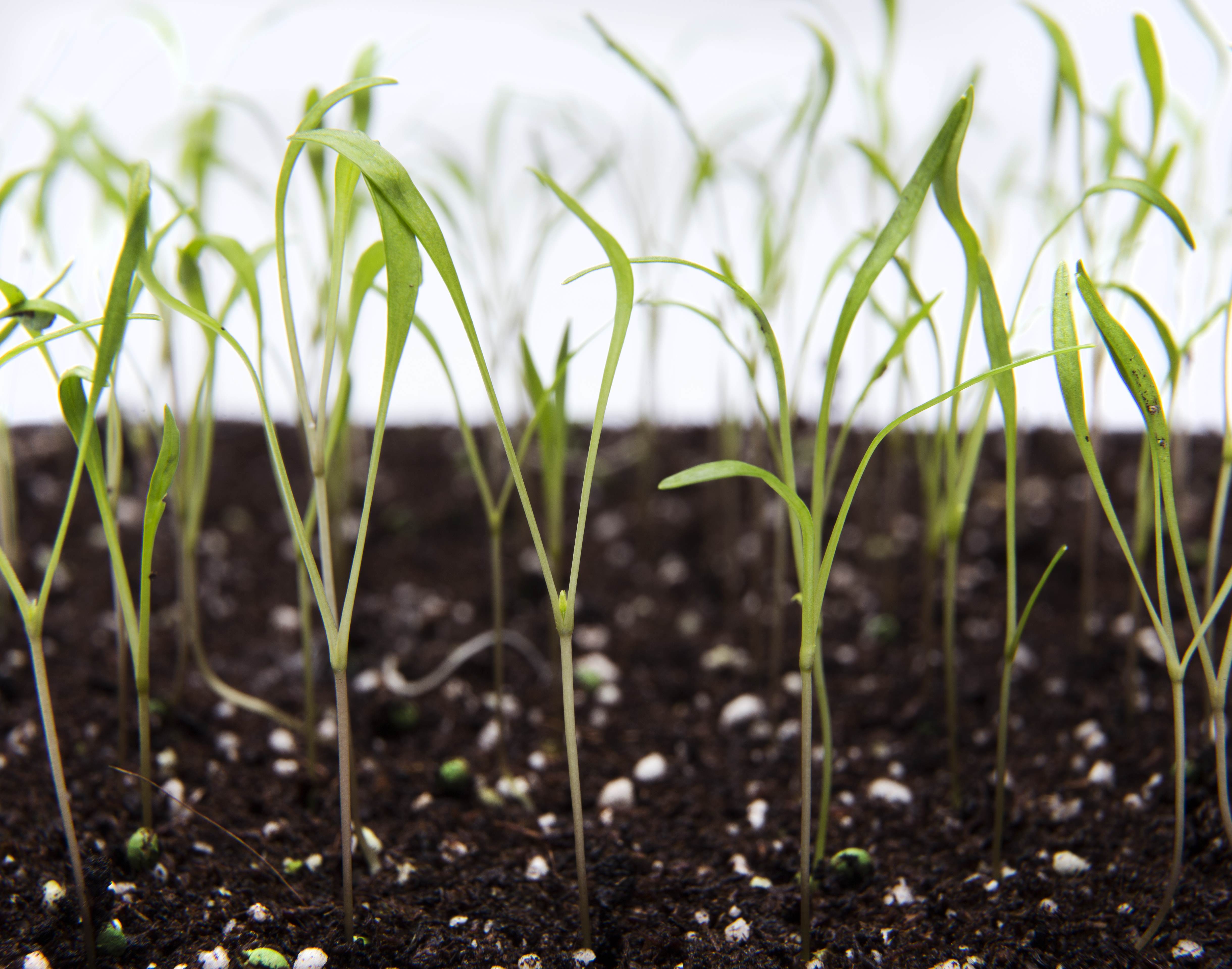 Sustainable Seed Treatment- Sustainable Agriculture | Incotec