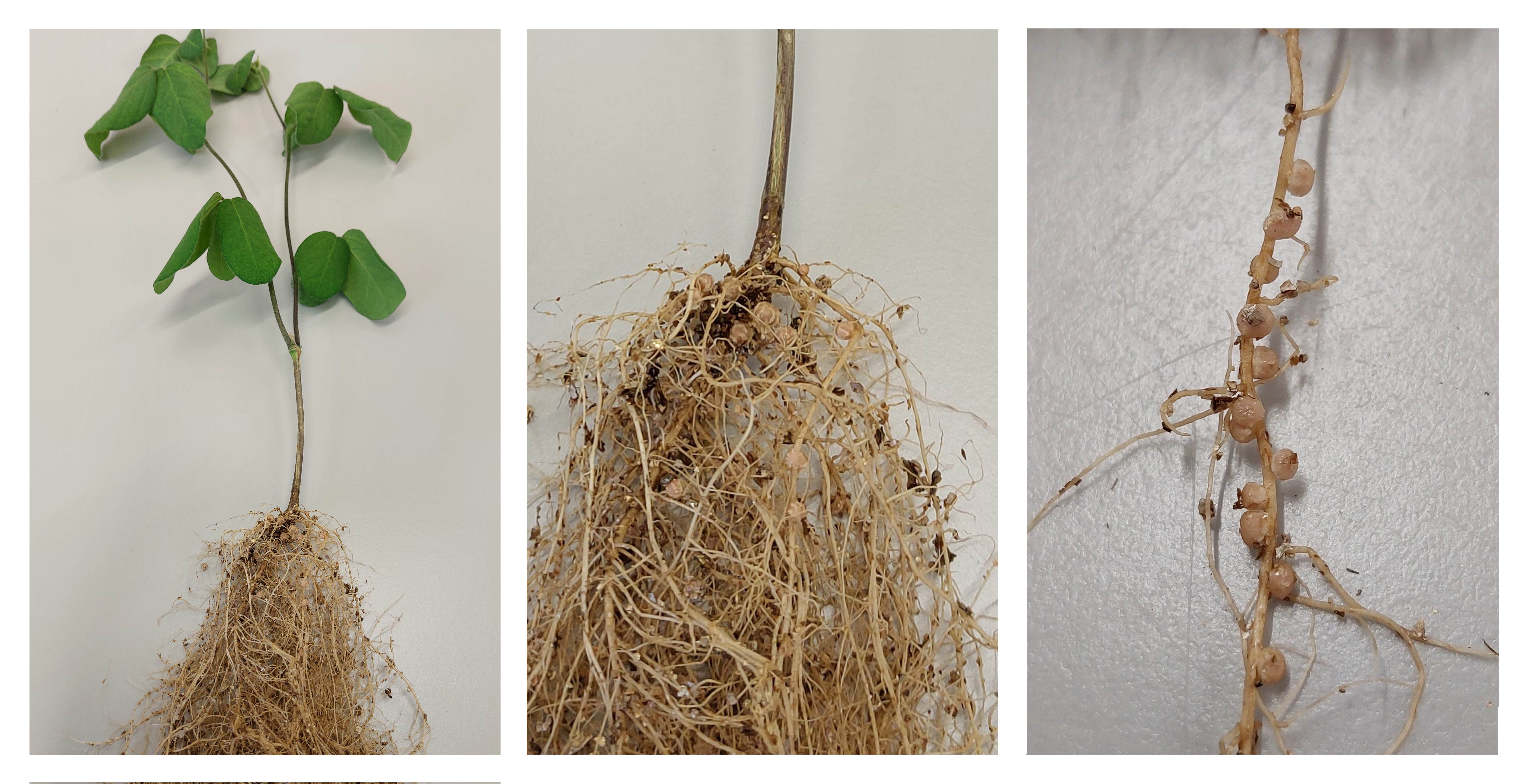 Rhizobia in Sustainable Agriculture: Enhancing Soil Health | Incotec