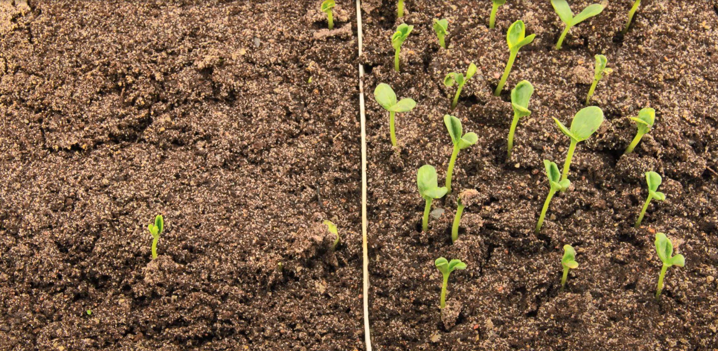 5 New Techniques for Seed Priming | Incotec